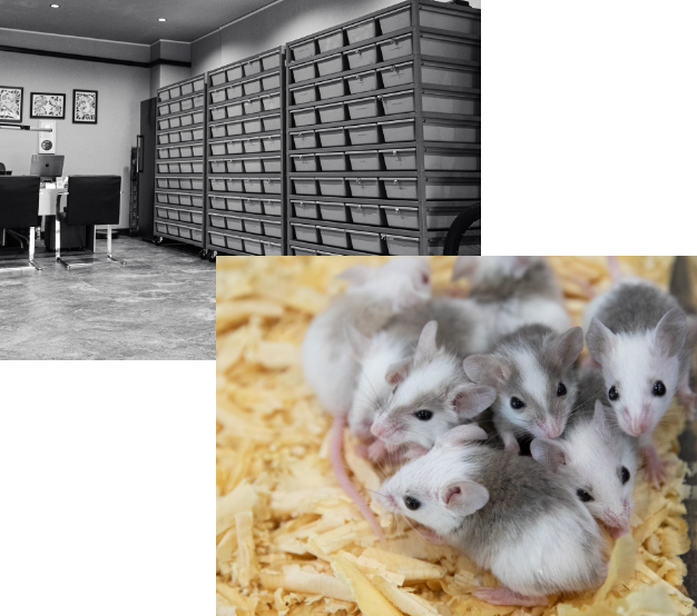 ボールパイソン専門店 Side-B Collection ｜ Side-B Collection | 千葉のボールパイソン専門店