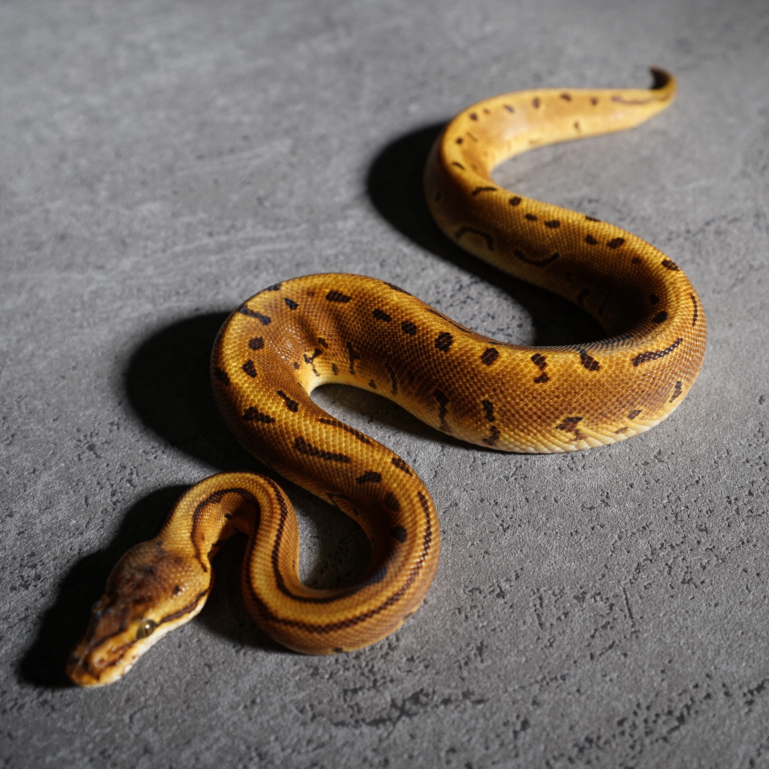 Side-B Collection | 千葉のボールパイソン専門店